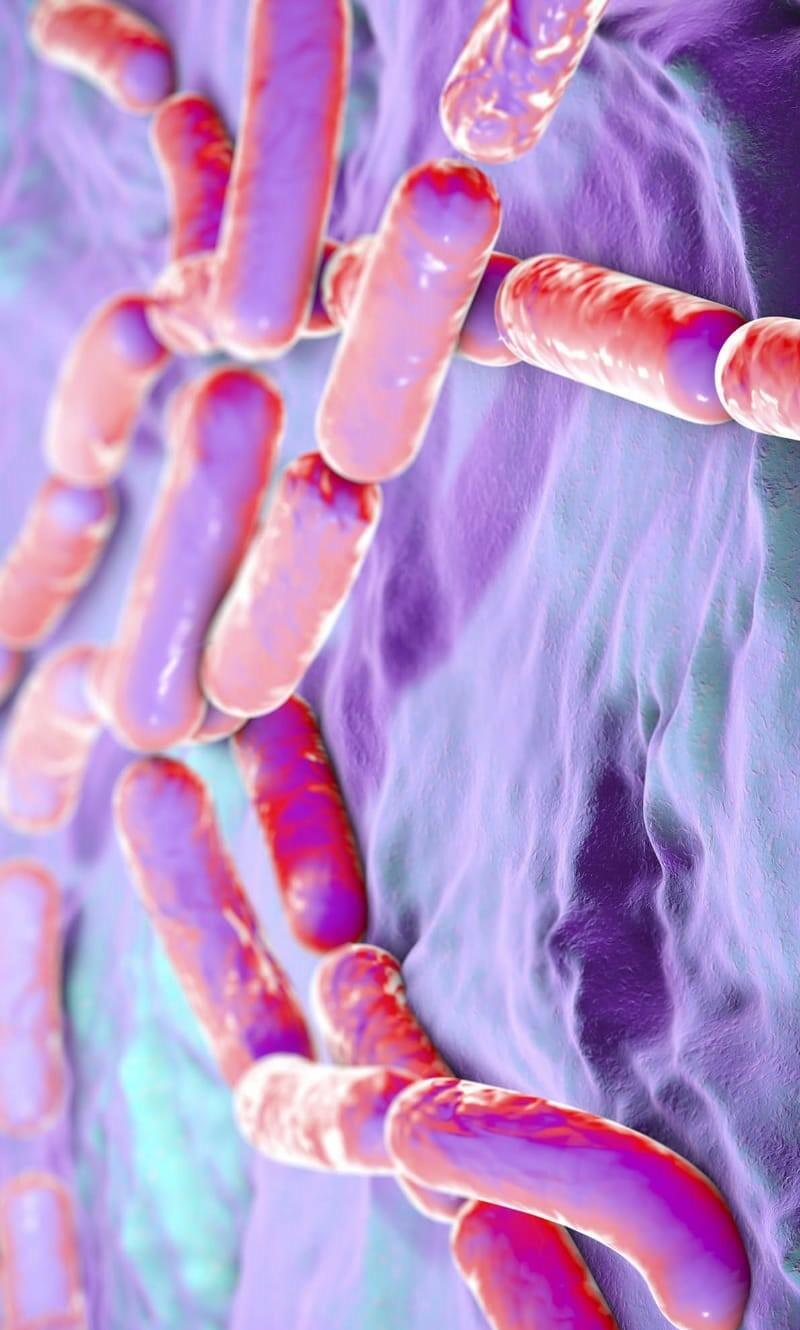 Importância da Detecção de Bacillus Cereus na Segurança Alimentar